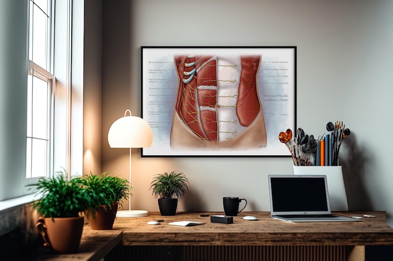 Abdominal Muscles Anatomy Wall Art, Thorax Medical Illustration Print ...