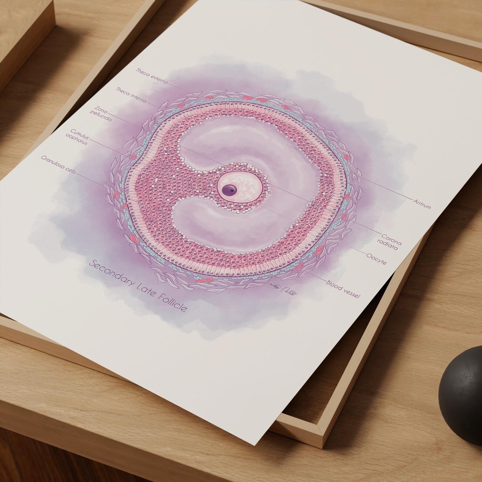 Fertility Wall Art, Follicle Medical Illustration Print, Medical Decor ...