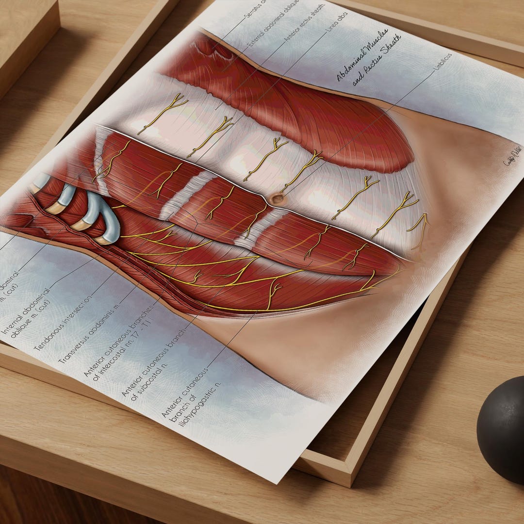 Abdominal Muscles Anatomy Wall Art, Thorax Medical Illustration Print ...