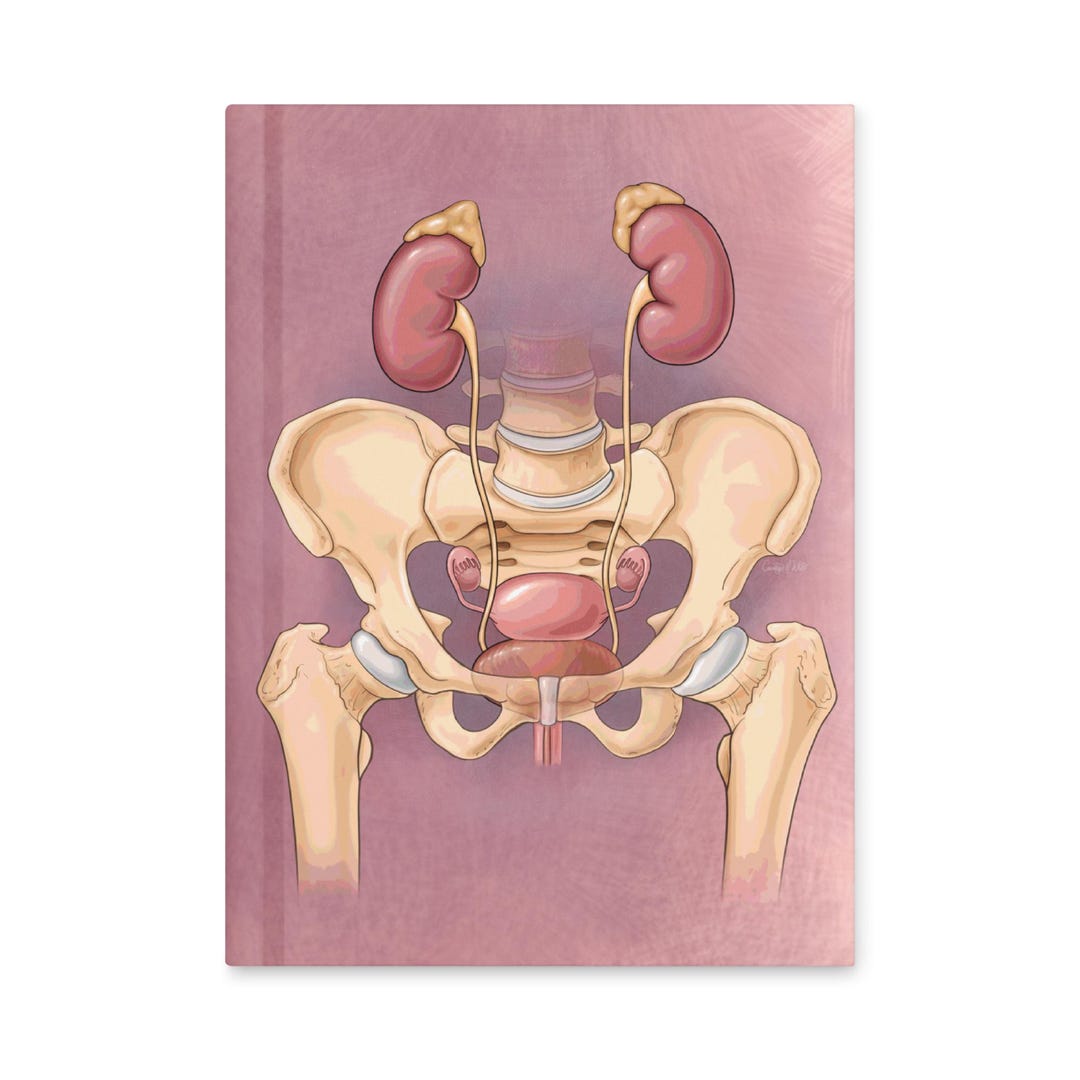 Female Pelvis Anatomy Journal, Medical Illustration Notebook With ...