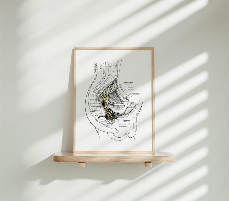 Medical Art Male Pelvis Drawing Wall Art Medical Illustration Wall Art ...