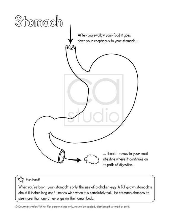 Coloring Printable: Anatomy of the Stomach Print and Color - Etsy