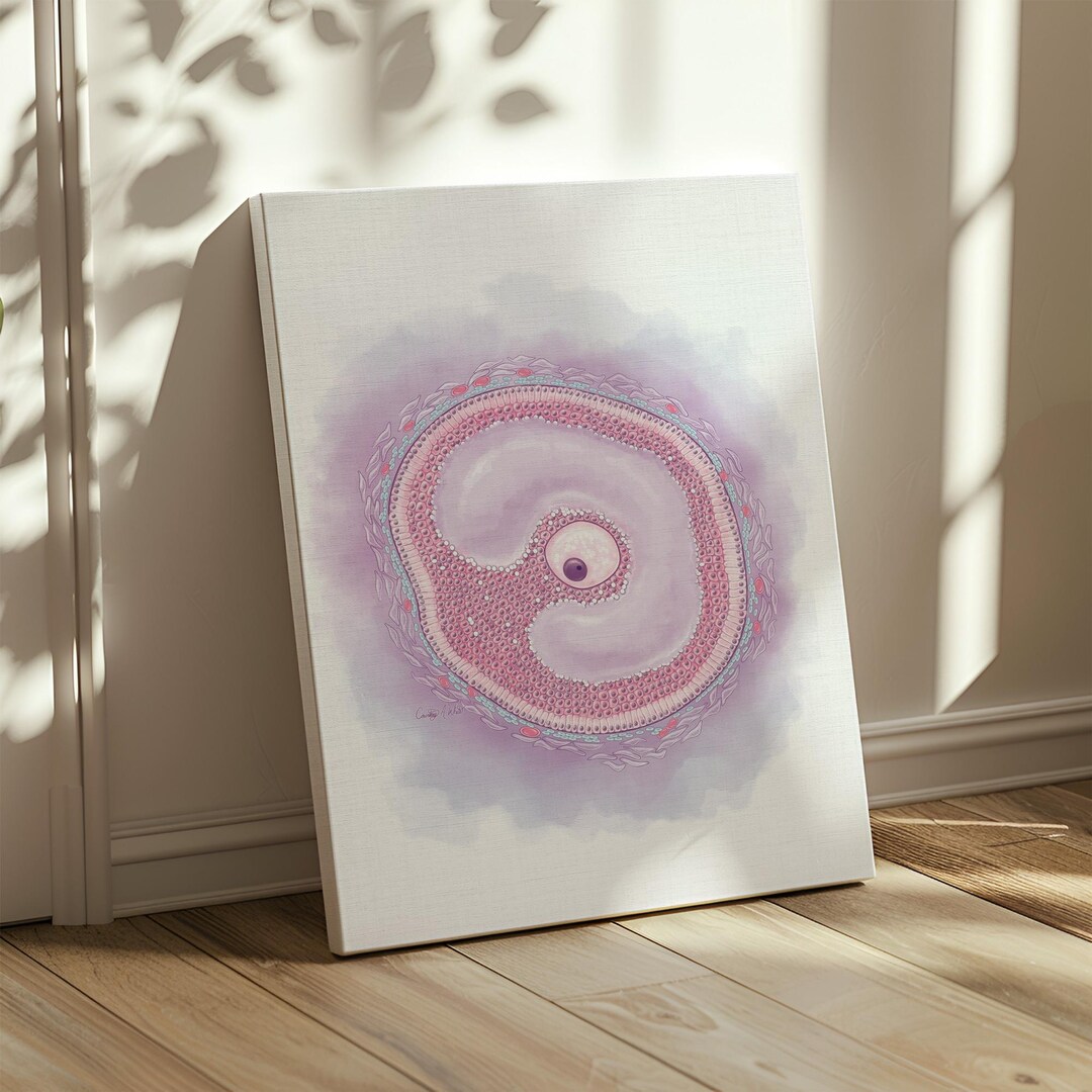 Obstetrics Medical Art Secondary Follicle Wall Art Medical Illustration ...