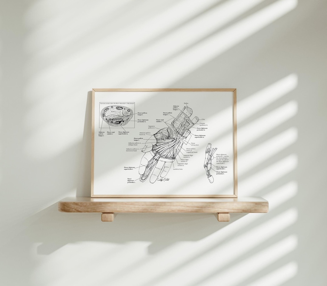 Medical Art Hand Anatomy Drawing Wall Art Medical Illustration Print ...