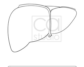 Liver Coloring Page