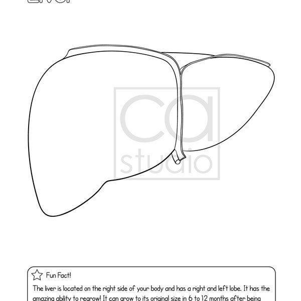 Printable Color Anatomy - Etsy