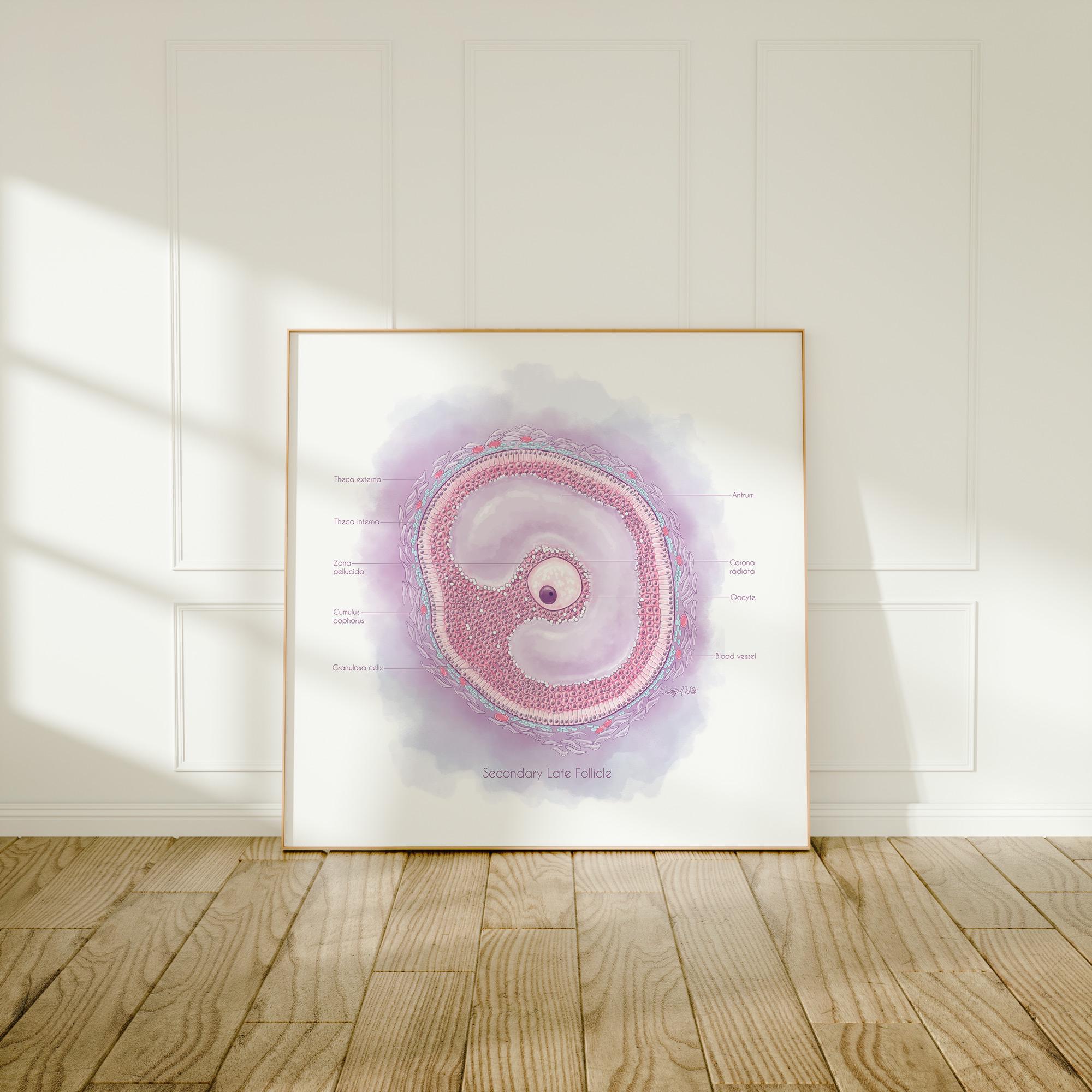 Fertility Wall Art, Follicle Medical Illustration Print, Medical Decor ...
