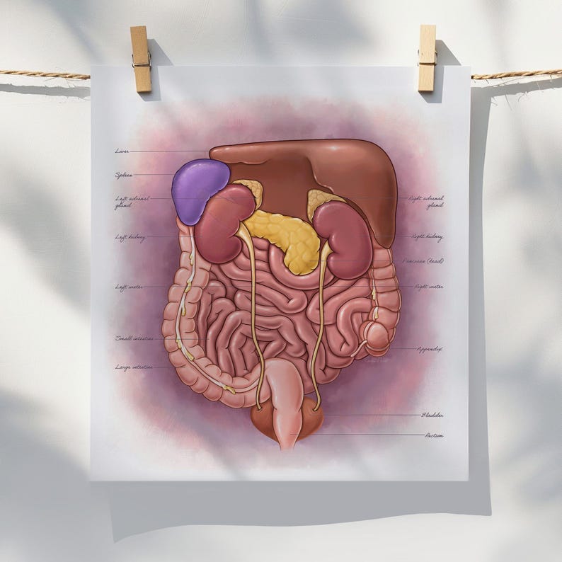 Digestive Anatomy Wall Art Print, GI Organs Medical Illustration ...