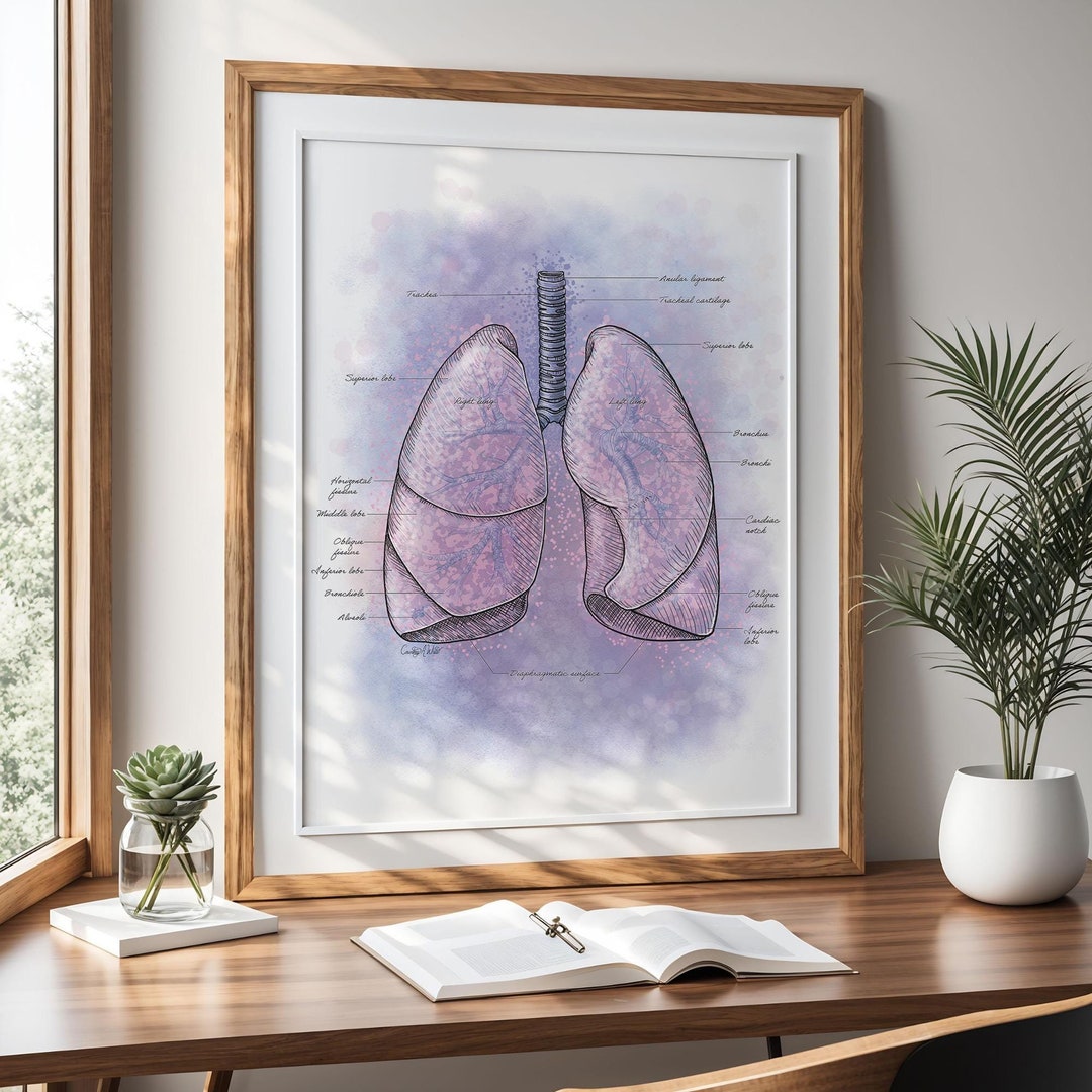 Lung Anatomy Drawing Wall Art Lungs Medical Illustration Print Doctor ...