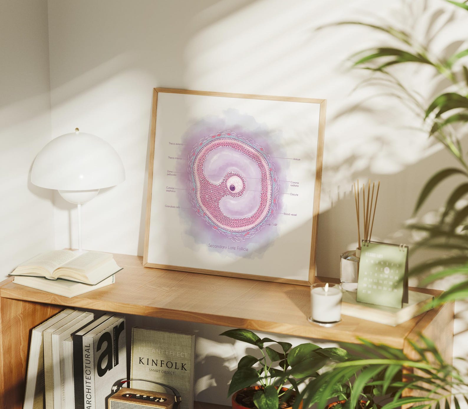 Fertility Wall Art, Follicle Medical Illustration Print, Medical Decor ...