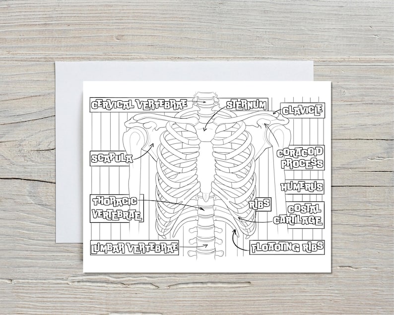 Pediatric Rib & Spine Anatomy Coloring Note Cards for Kids From Doctor ...