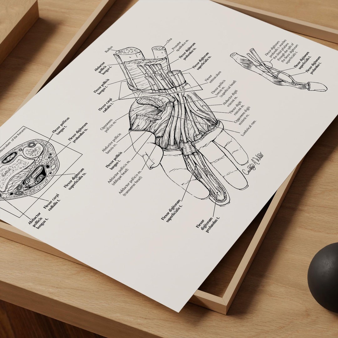 Medical Art Hand Anatomy Drawing Wall Art Medical Illustration Print ...