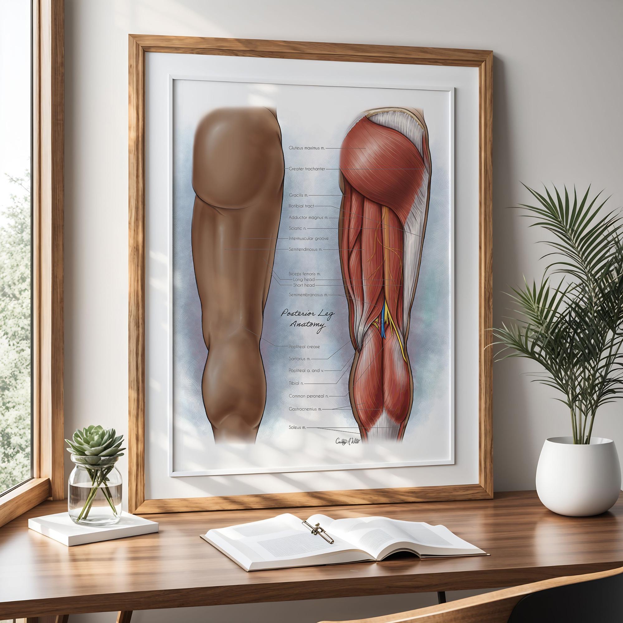 Posterior Leg Anatomy Wall Art, Educational Knee Medical Illustration ...