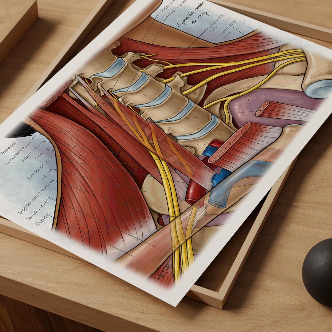 Neck Anatomy Wall Art, Cervical Spine Poster, Neck Muscles & Nerves ...