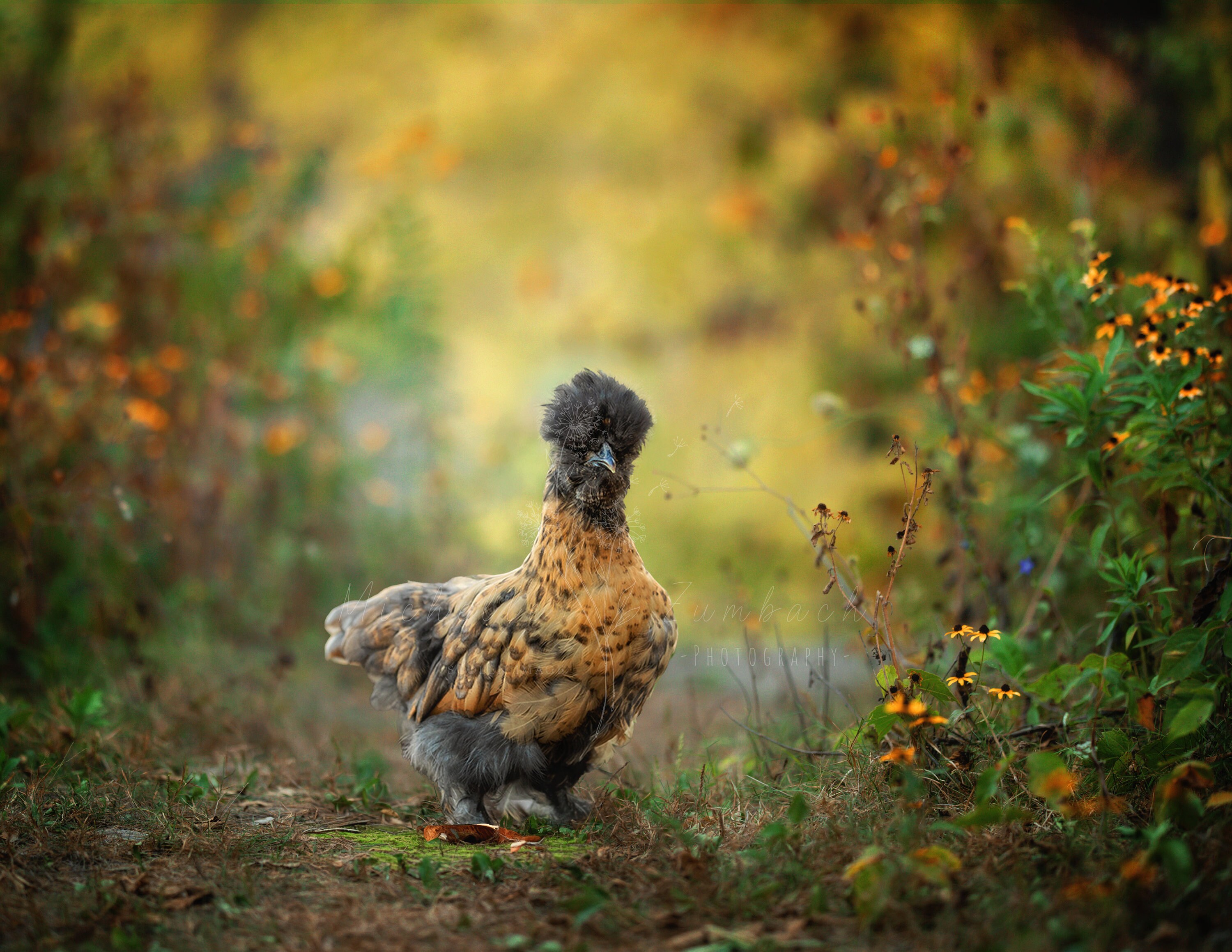 Satin Silkie Frizzle Chicken Canvas Print Wall Art 16x20 8x10 Farmhouse ...