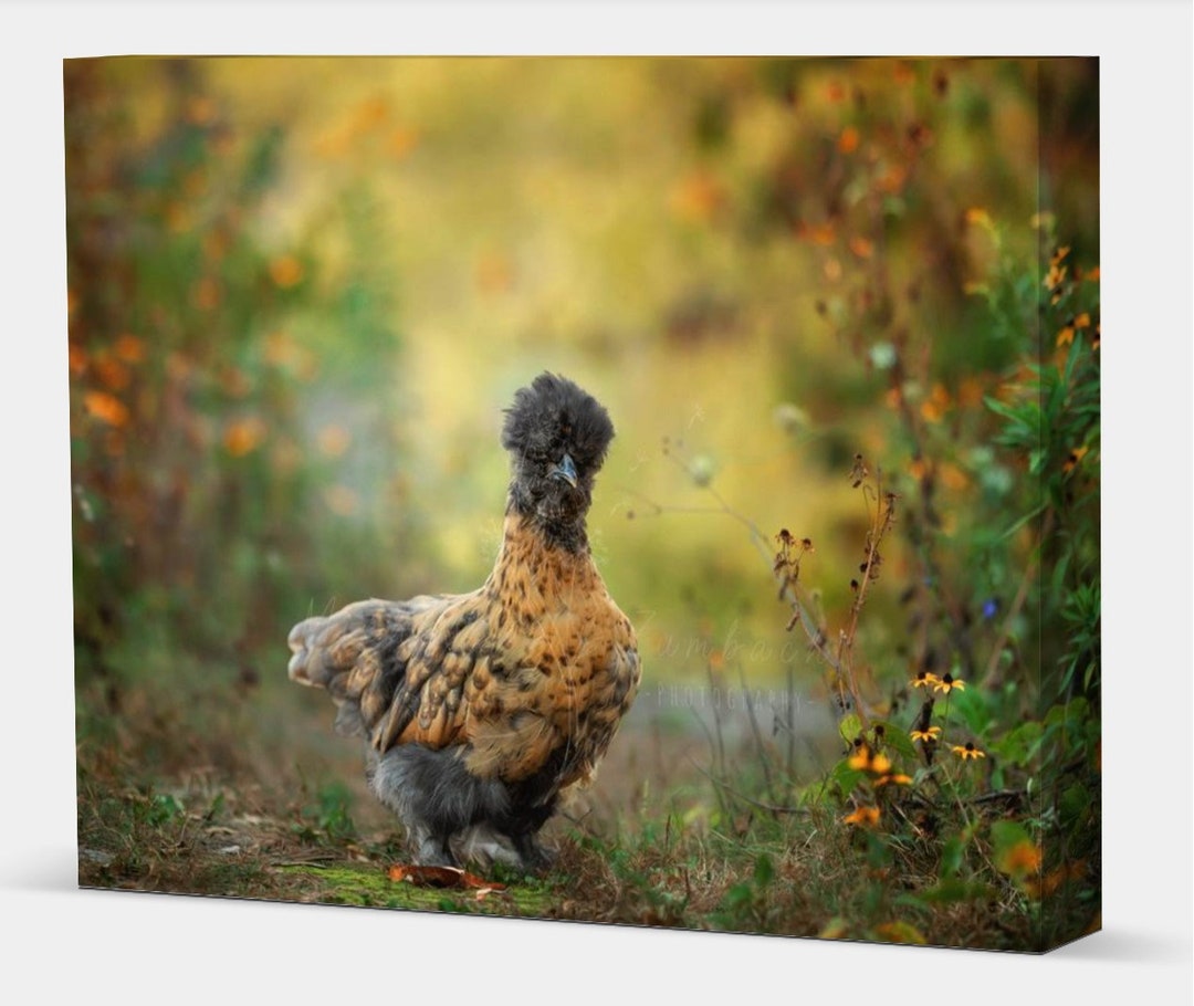 Satin Silkie Frizzle Chicken Canvas Print Wall Art | 16x20 | 8x10 ...