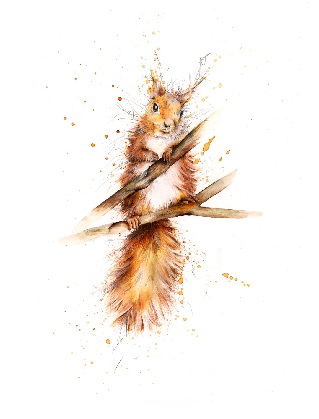 Red Squirrel Art Print Limited Edition Giclee - Etsy