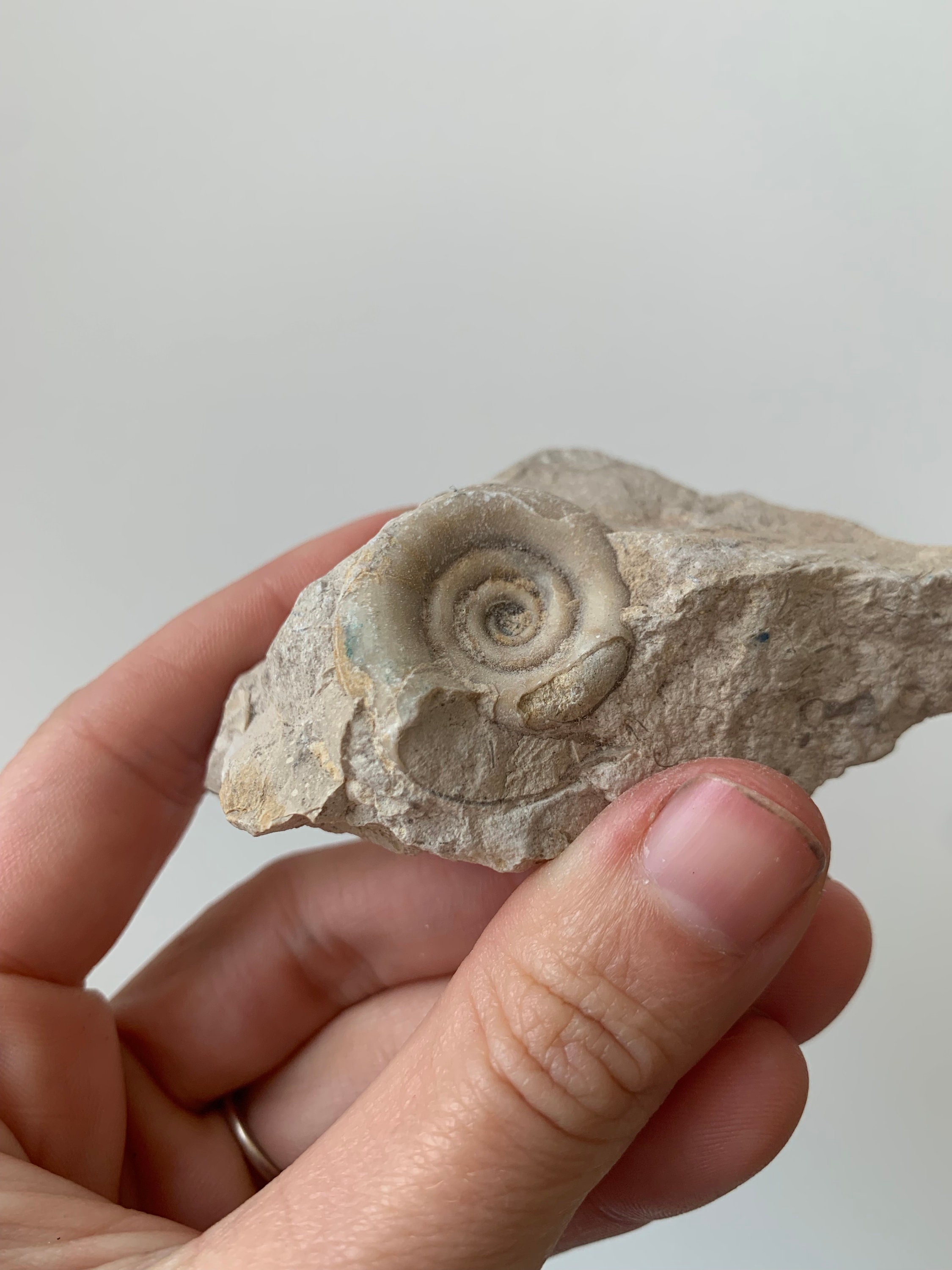 Planorbis Fossil Gastropod Paleontology - Etsy