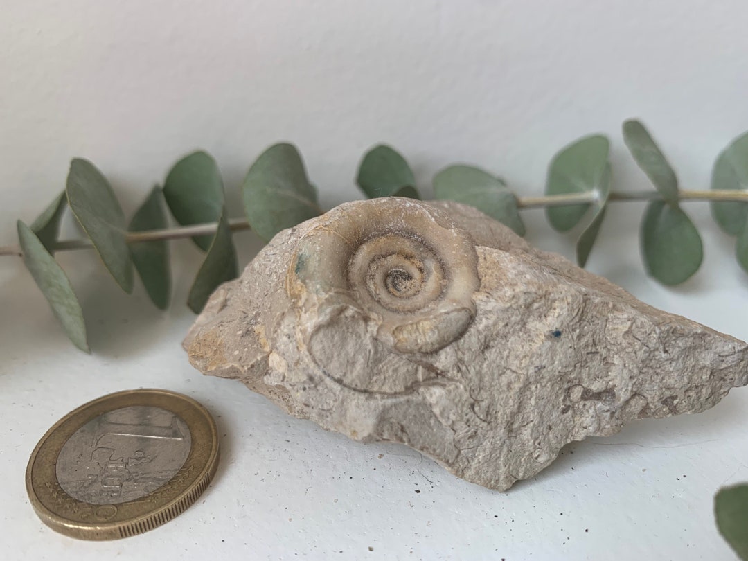 Planorbis Fossil Gastropod Paleontology - Etsy