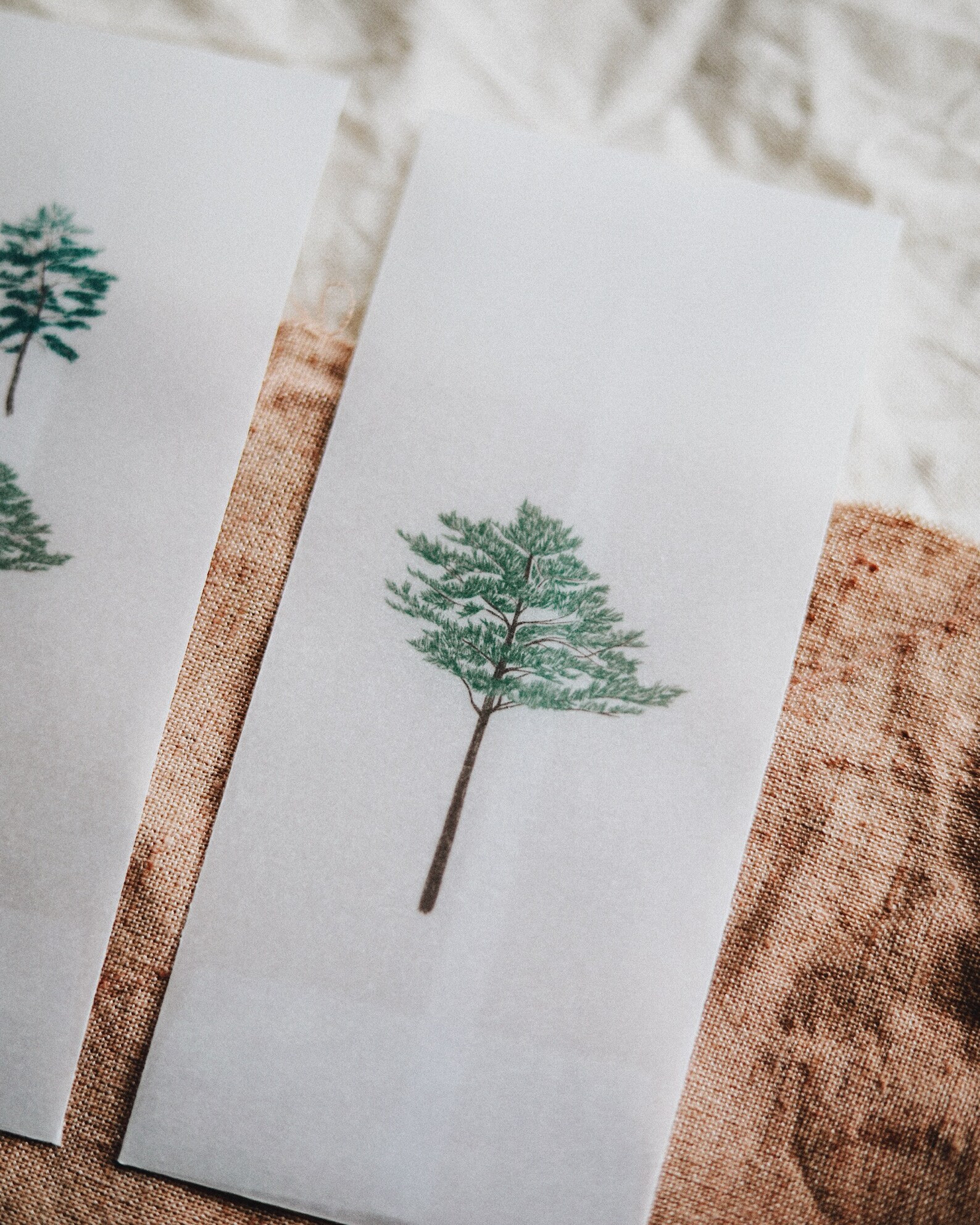 Envelope Set : Forest Transparent Tree Envelopes - Etsy