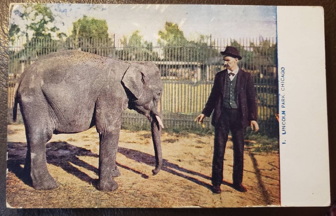 CHICAGO IL Illinois Lincoln Park Zoo Elephant Vintage Post Card - Etsy