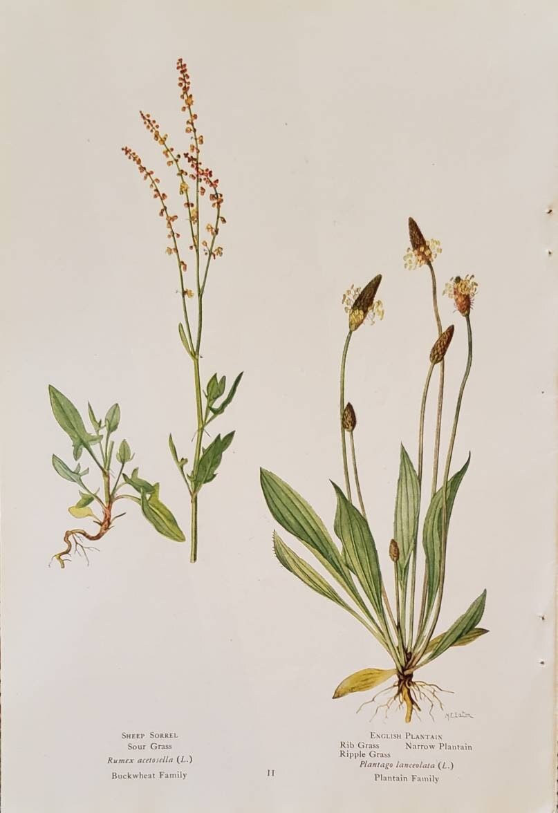 Sheep Sorrel Drawing