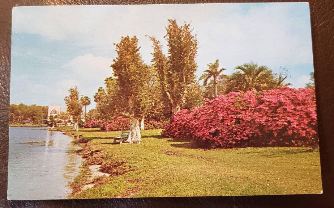 ORLANDO FLORIDA Azaleas Palm Trees Lake Ivanhoe Vintage Post Card - Etsy