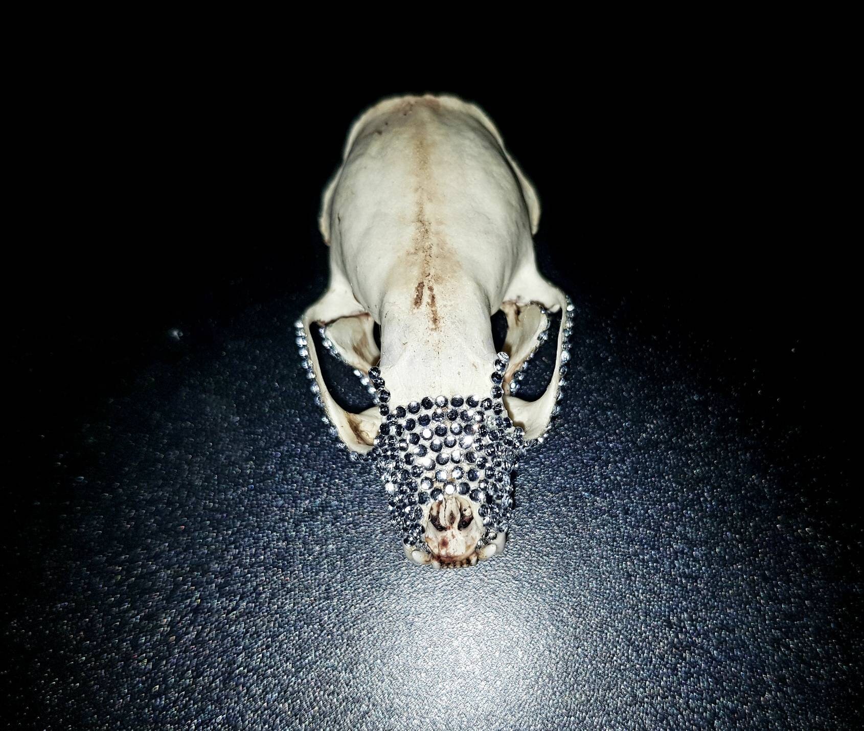 Decorative Real Mink Skull Taxidermy Craft Art Diamond - Etsy