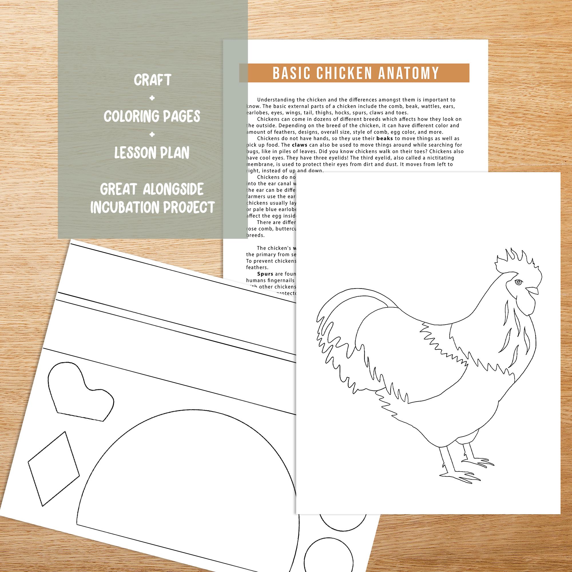 Lesson: Chicken Anatomy - Can Go Alongside Incubation Project - Etsy