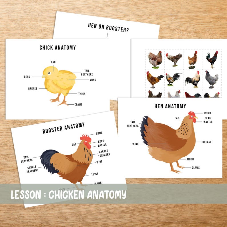 Lesson: Chicken Anatomy - Can Go Alongside Incubation Project - Etsy