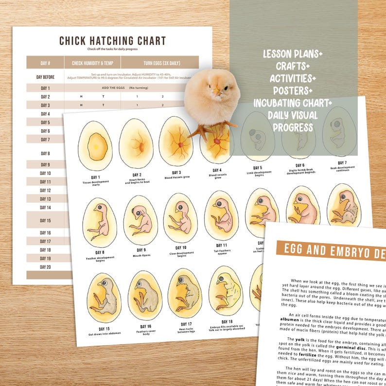 BUNDLE: Egg to Chick, Incubation, Chicken Anatomy, Nutrition - Etsy