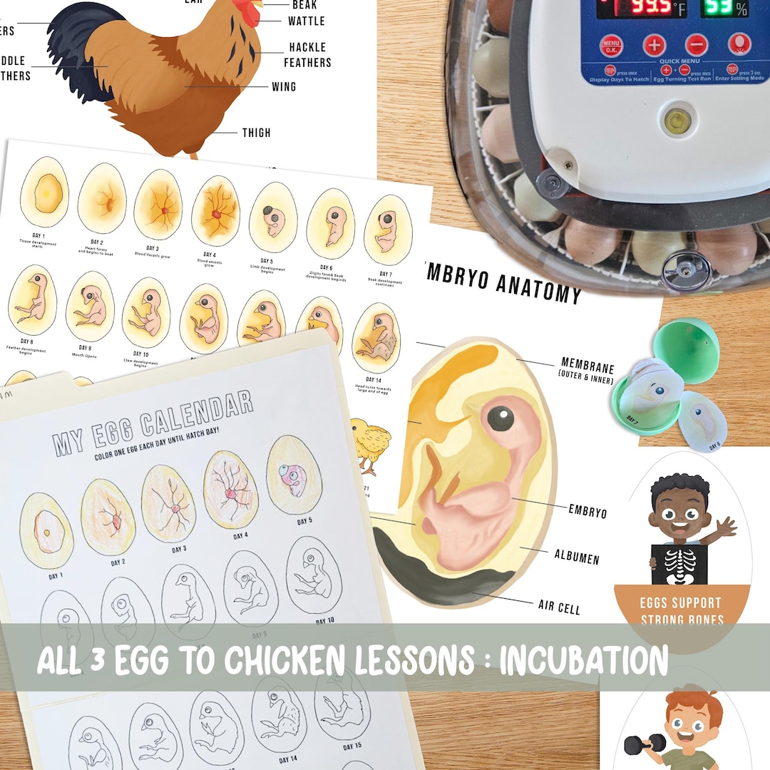 BUNDLE: Egg to Chick, Incubation, Chicken Anatomy, Nutrition - Etsy