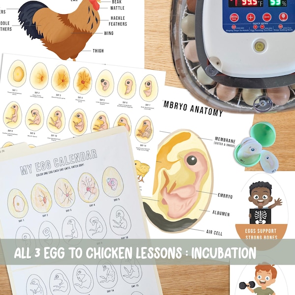 Chicken Poster - Etsy