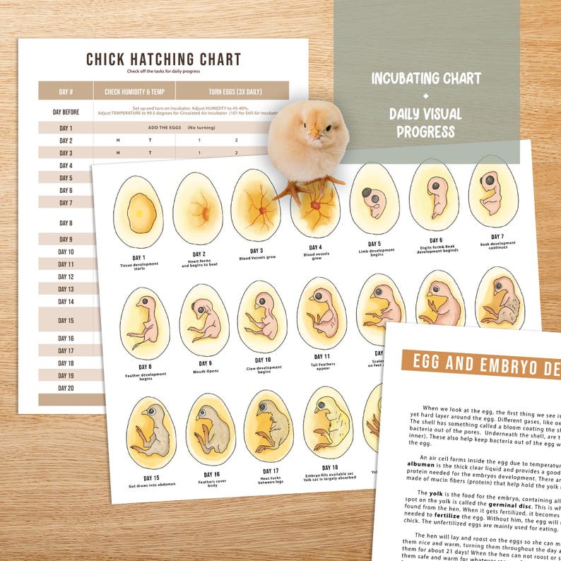 Lesson: Egg to Embryo to Chick + Incubation - Etsy
