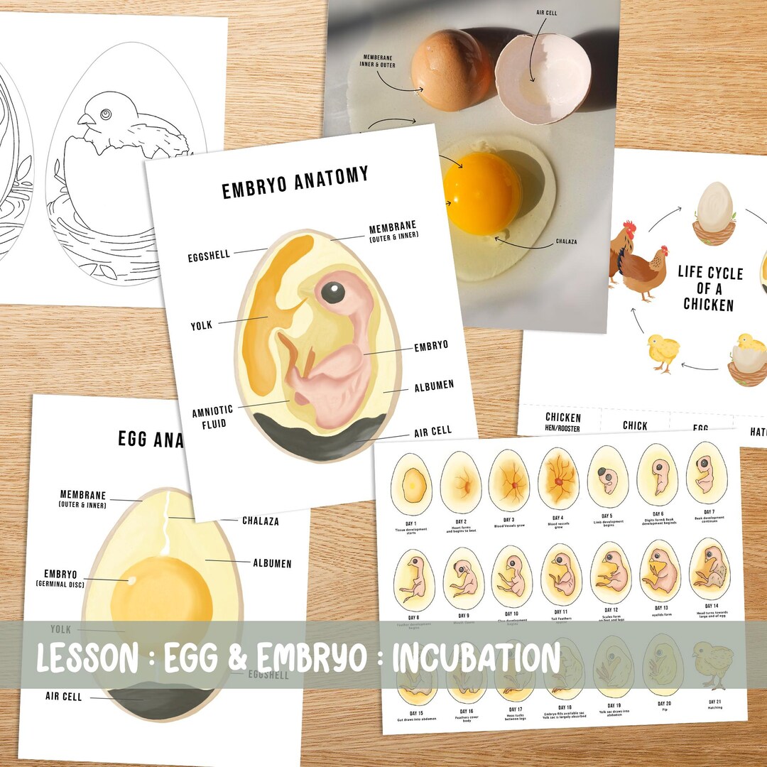 Lesson: Egg to Embryo to Chick + Incubation - Etsy