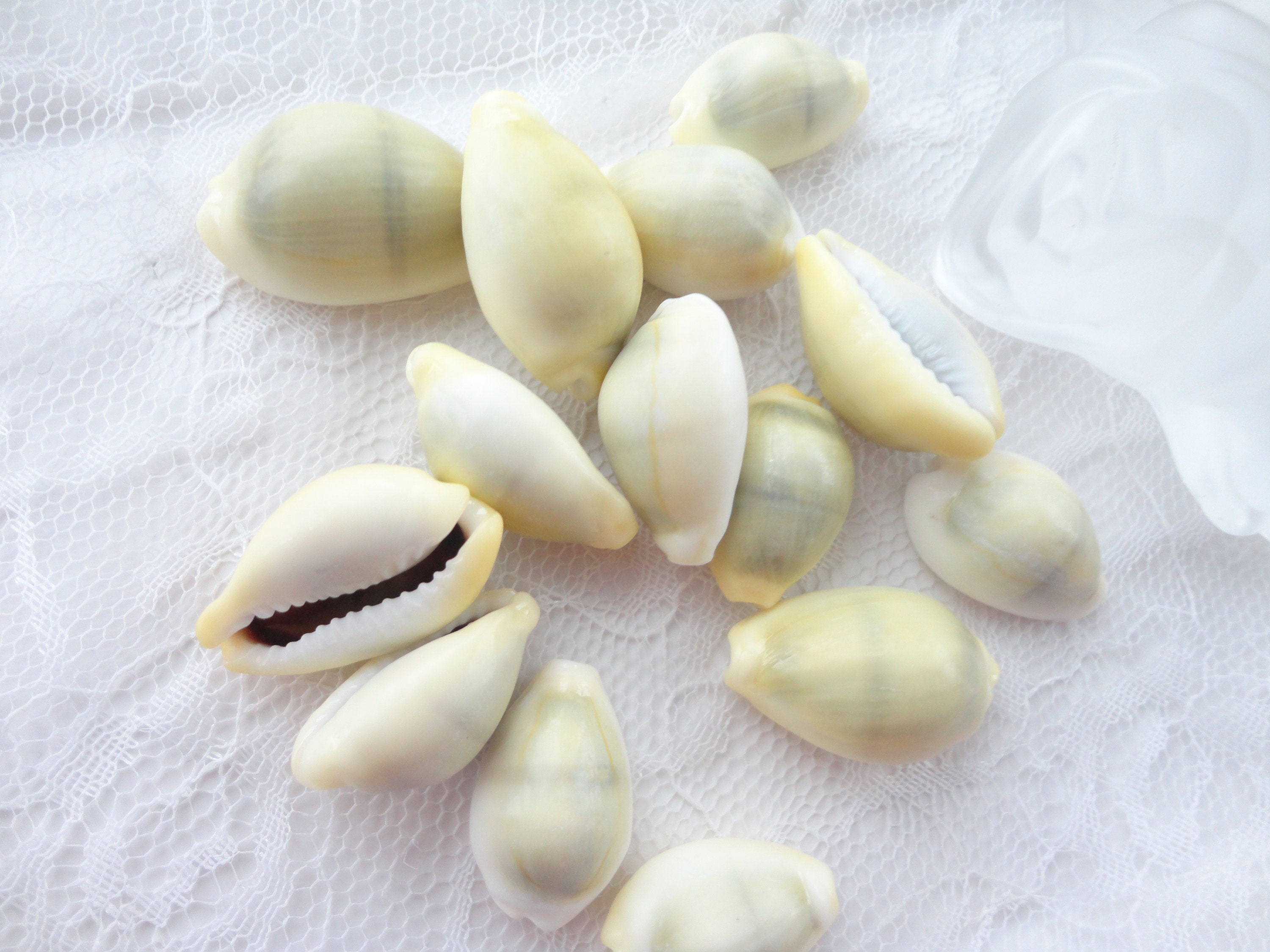 Decoración de concha natural concha de cauri concha ovalada | Etsy