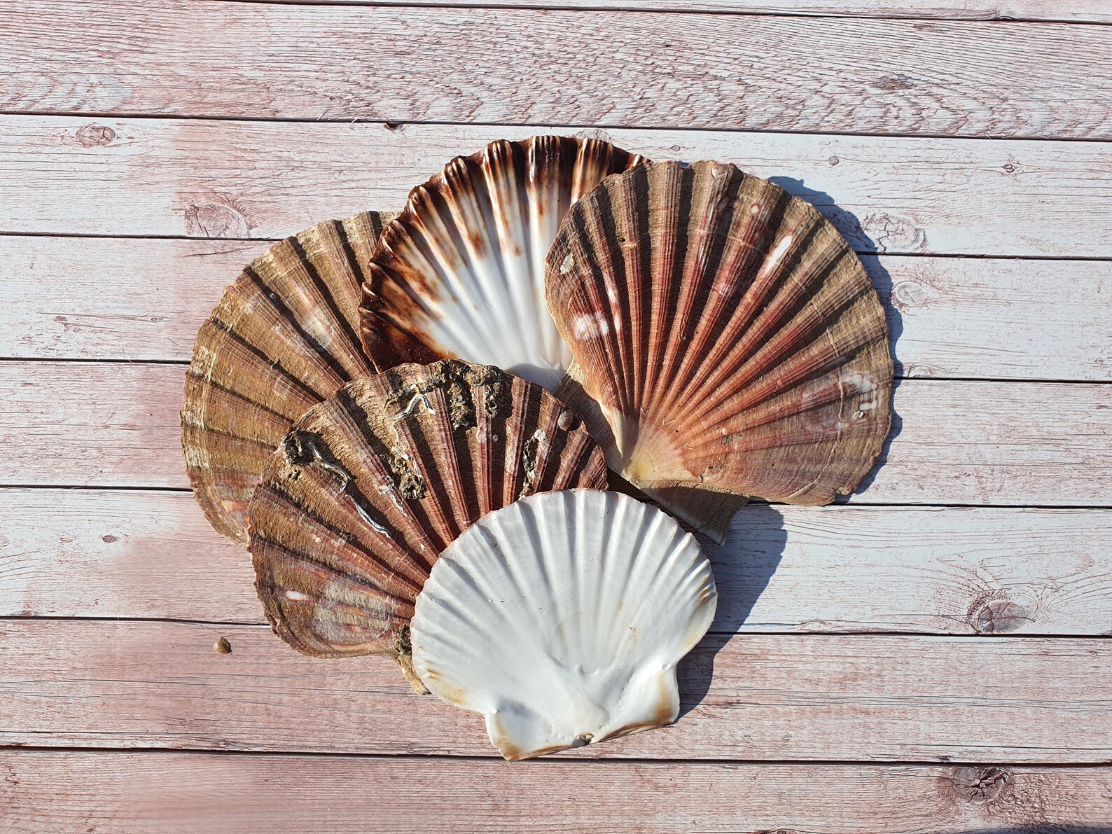 Scallop Flat Shells 11-14cm Natural Hand Picked Sea Washed - Etsy UK