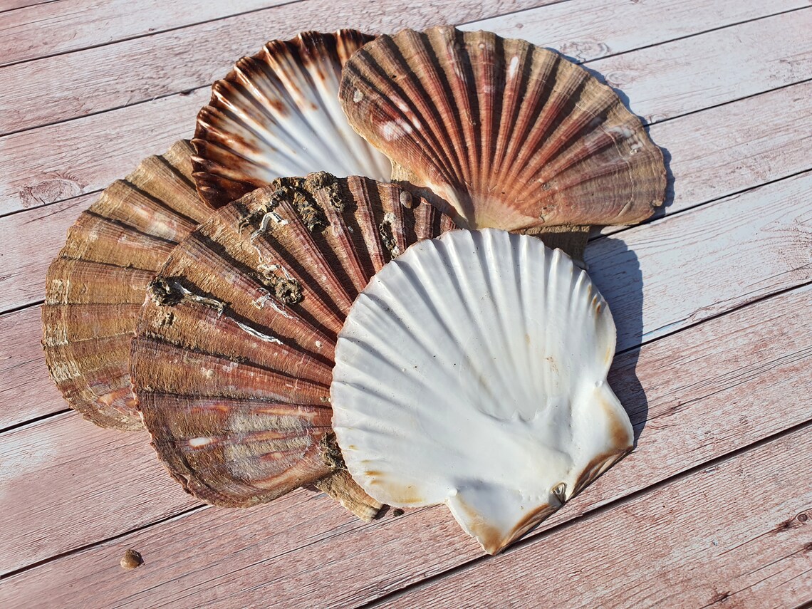 Scallop Flat Shells 11-14cm Natural Hand Picked Sea Washed - Etsy UK