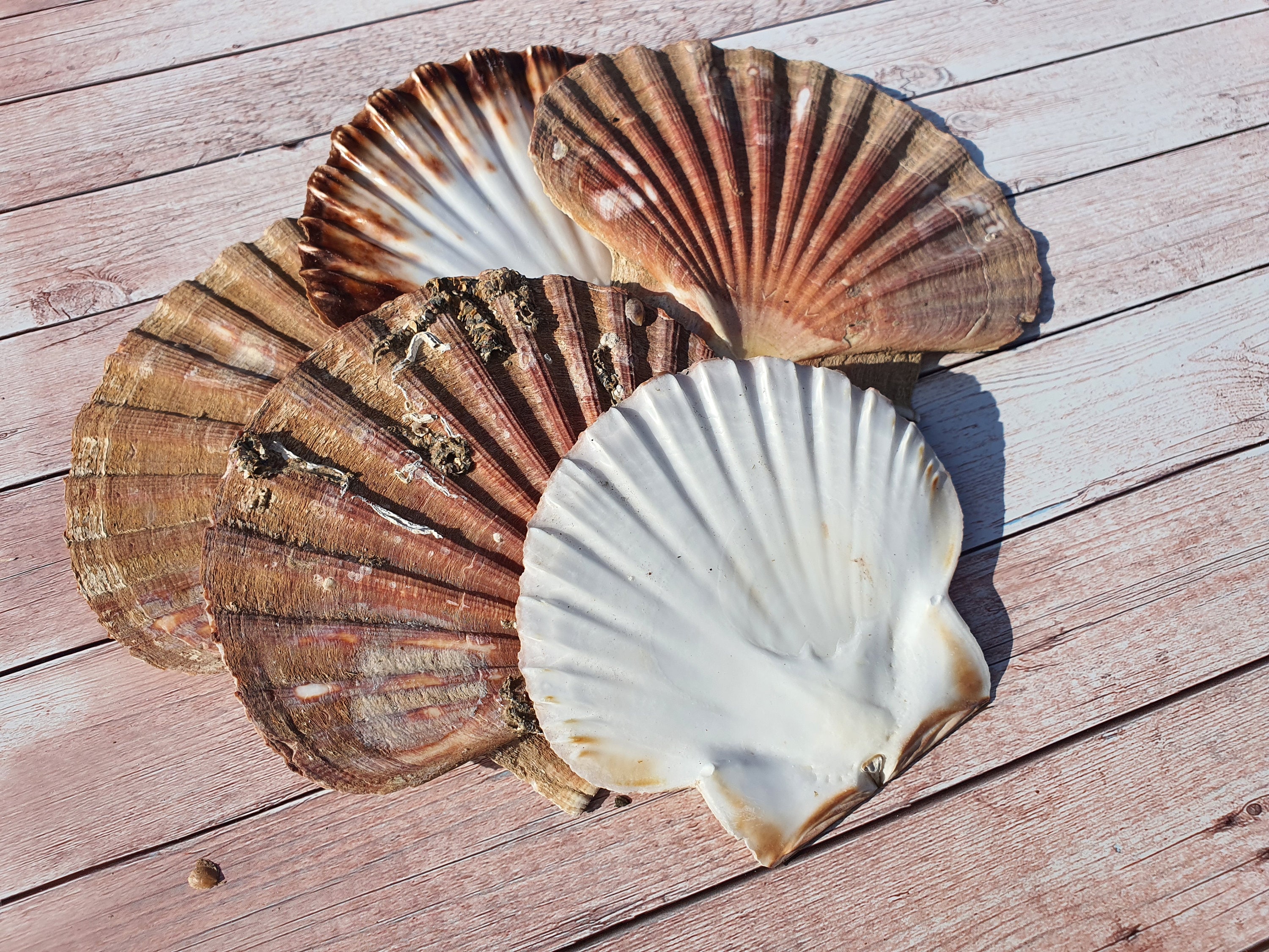 Scallop Flat Shells 11-14cm Natural Hand Picked Sea Washed - Etsy UK
