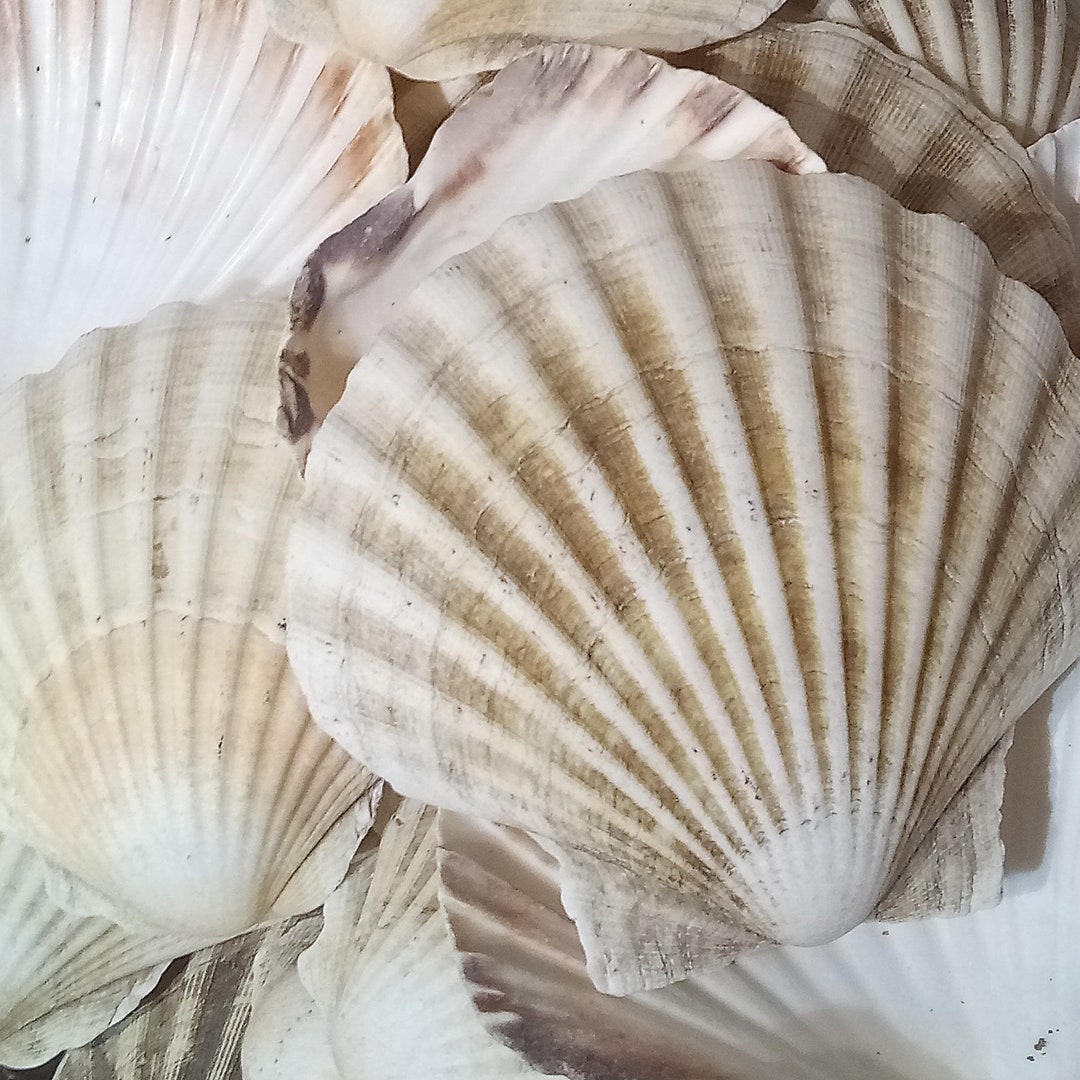 2 Large Scallop Shells of Similar Size Mermaids Bra Natural Atlantic ...