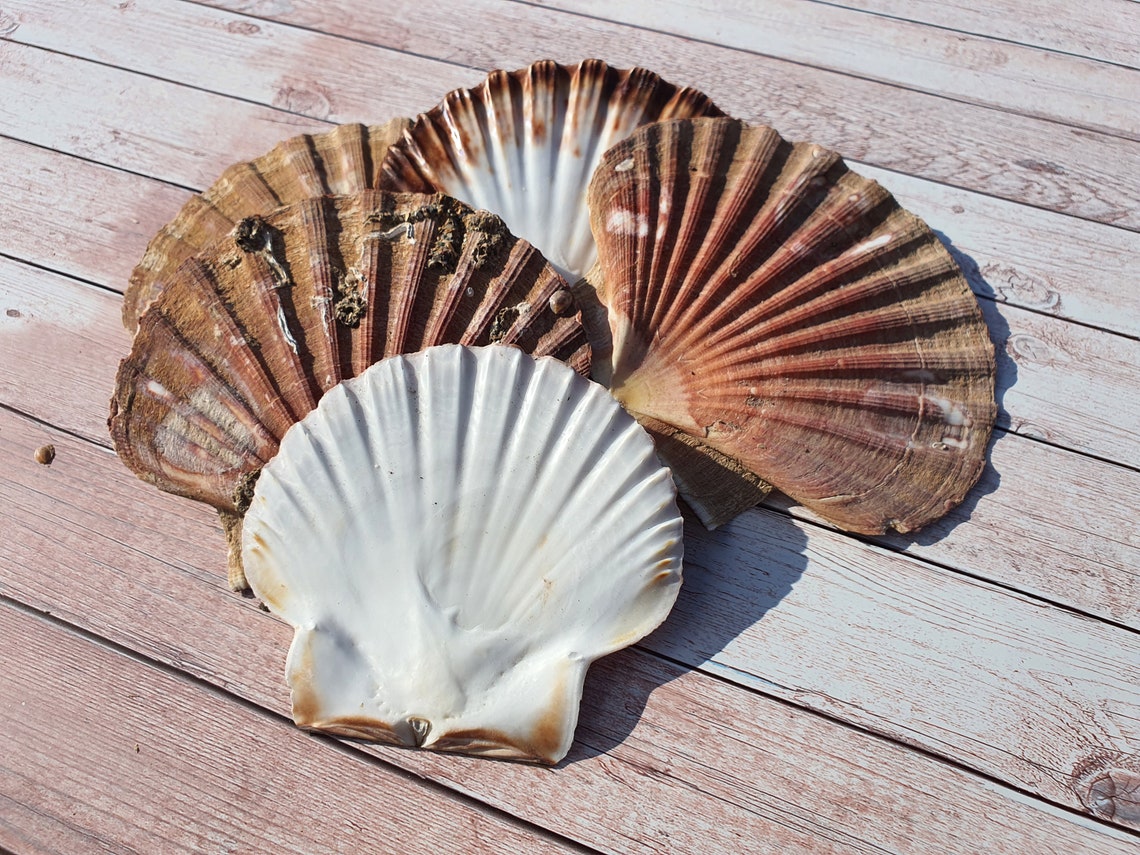 Scallop Flat Shells 11-14cm Natural Hand Picked Sea Washed - Etsy UK