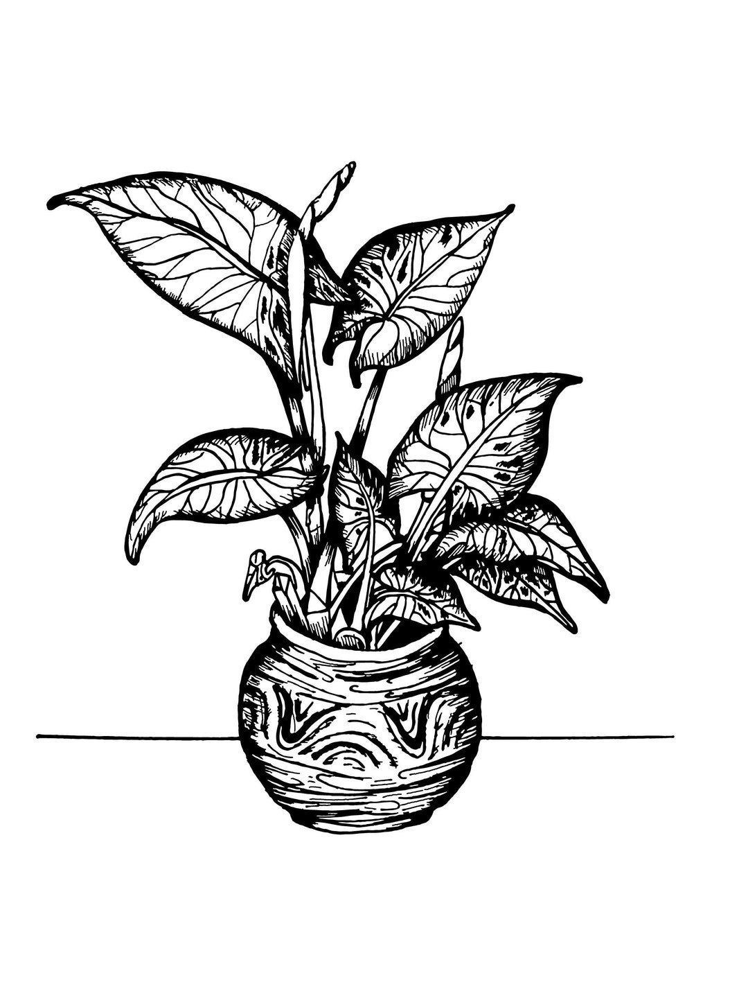 Syngonium Botanical Coloring Page || Adult Coloring Page - Etsy
