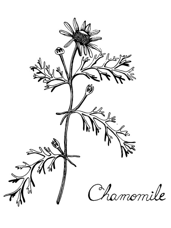Chamomile Botanical Line Art Drawing Adult Colouring Page or - Etsy