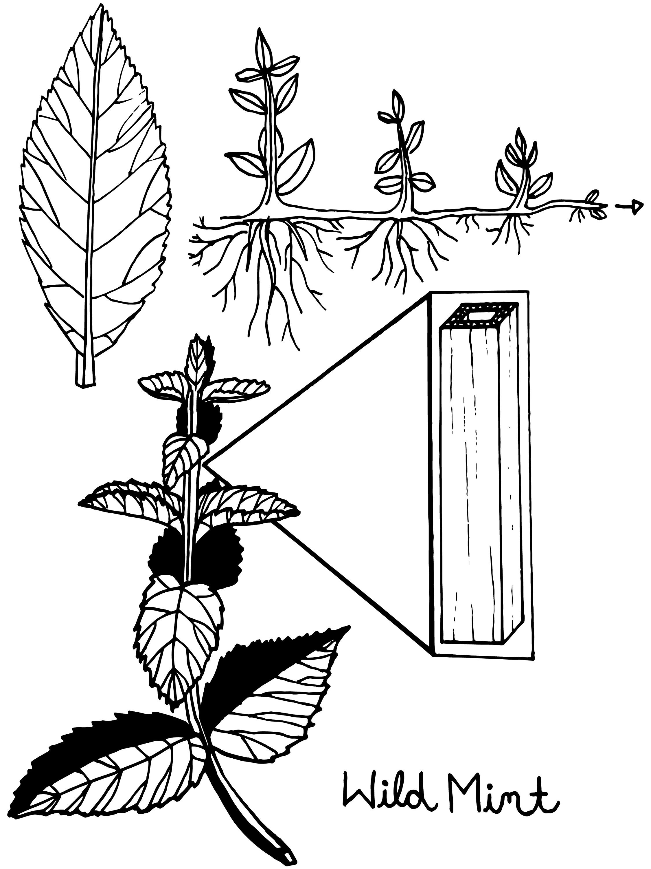Mint Botanical Drawing | Adult Coloring Page - Etsy