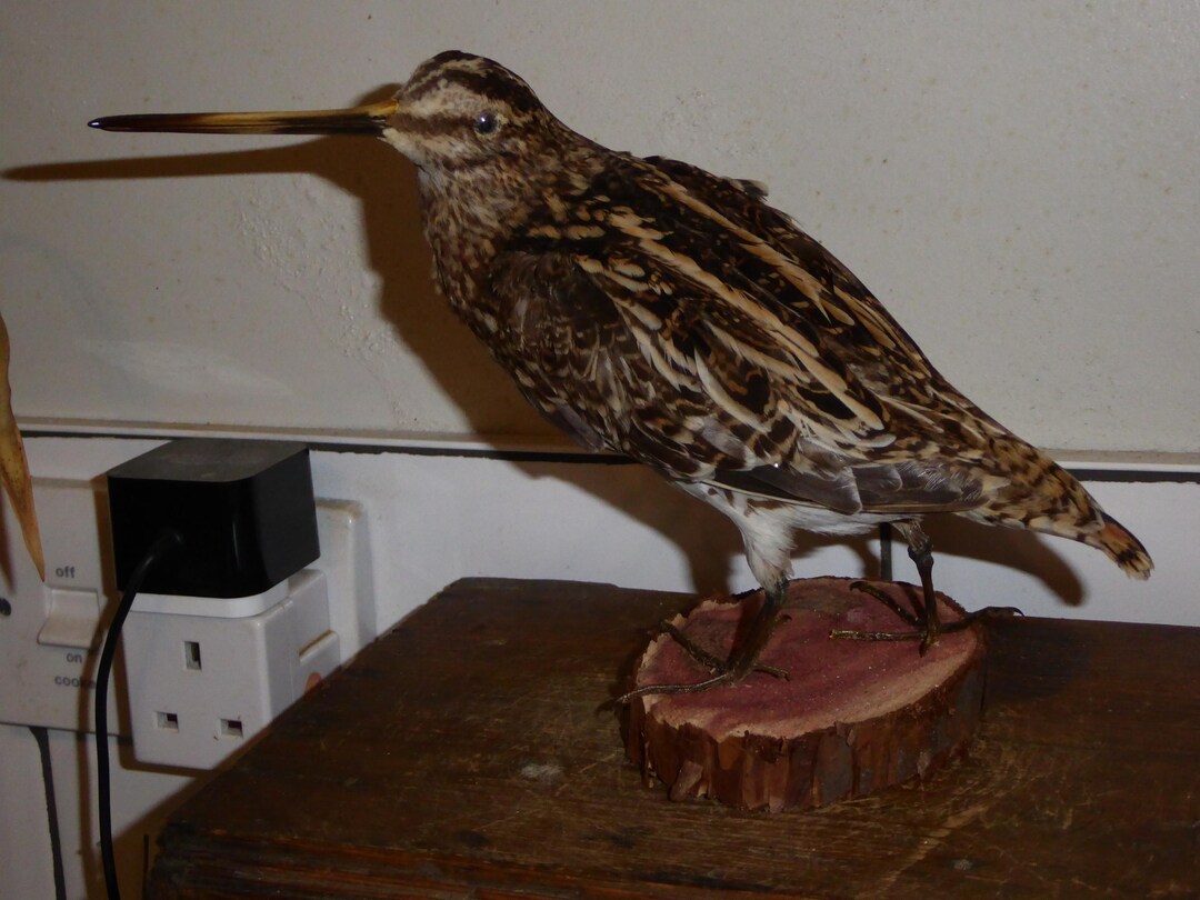 Taxidermy Common Snipe Mounted on a Piece of Giant Redwood Tree - Etsy