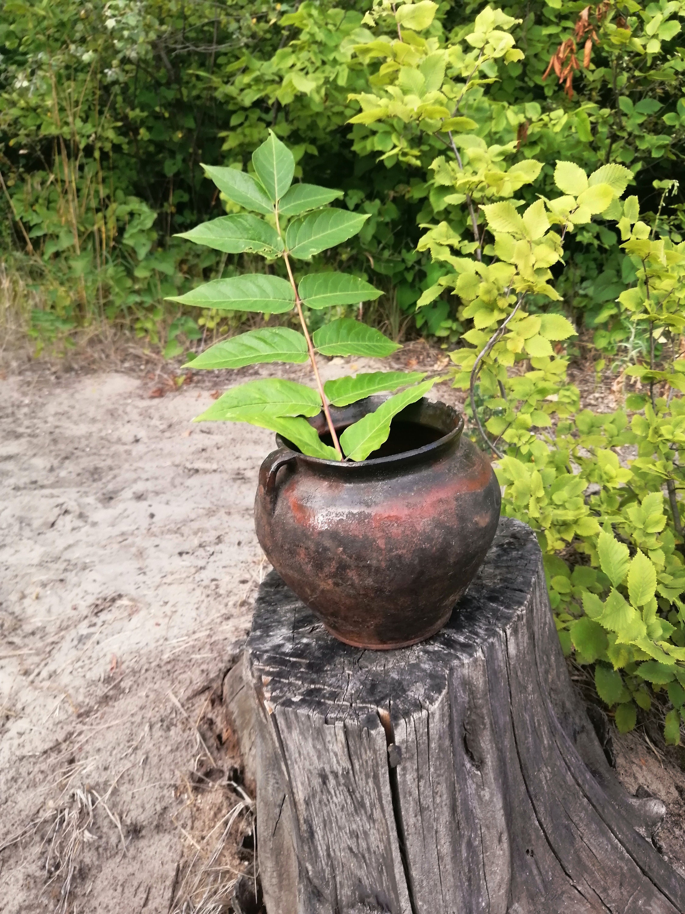 Vintage Pot, Small Clay Pot, Antique Amphora, Clay Plant Pot, Low Pot ...