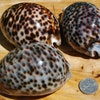 Tortoise Cowrie Seashell Cypraea Testudinaria (1 Shell Approx. 4 ...