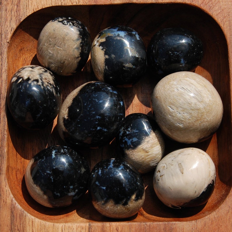 ONE Fossilized Palm Root Crystal Tumbled Stone, Grounding, Healing ...