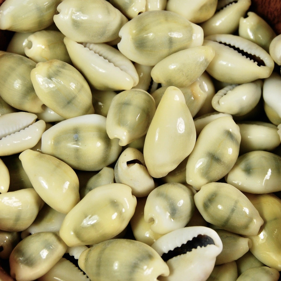 25-30pcs Money Cowrie Shells, 1 Ounce Cypraea Moneta Cowry Shells - Etsy