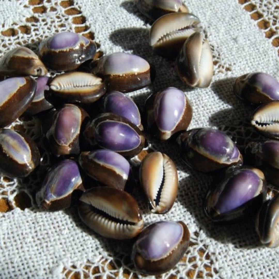 3pc Purple Top Snakehead Cowrie Shells Cypraea Caputserpentis - Etsy